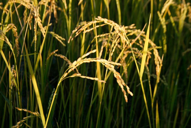 The Rice of Life… | Red Island Restoration
